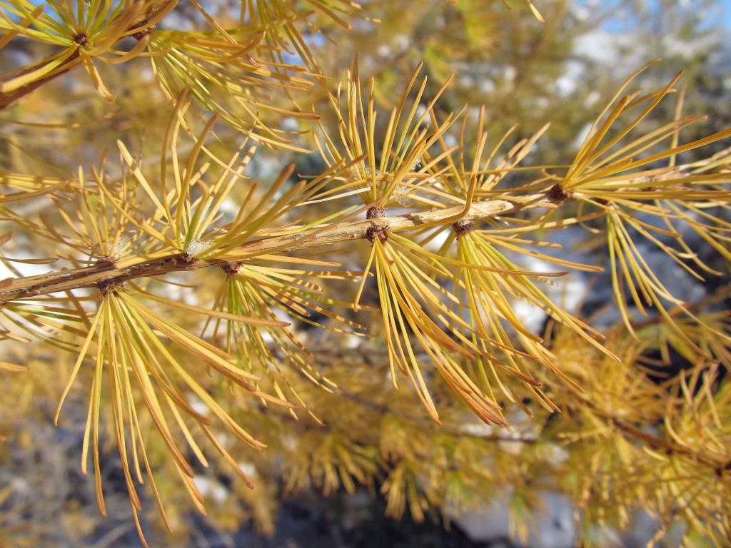 Episode 33: Frost Sensitive Plants and Deciduous Conifers – Boise Biophilia