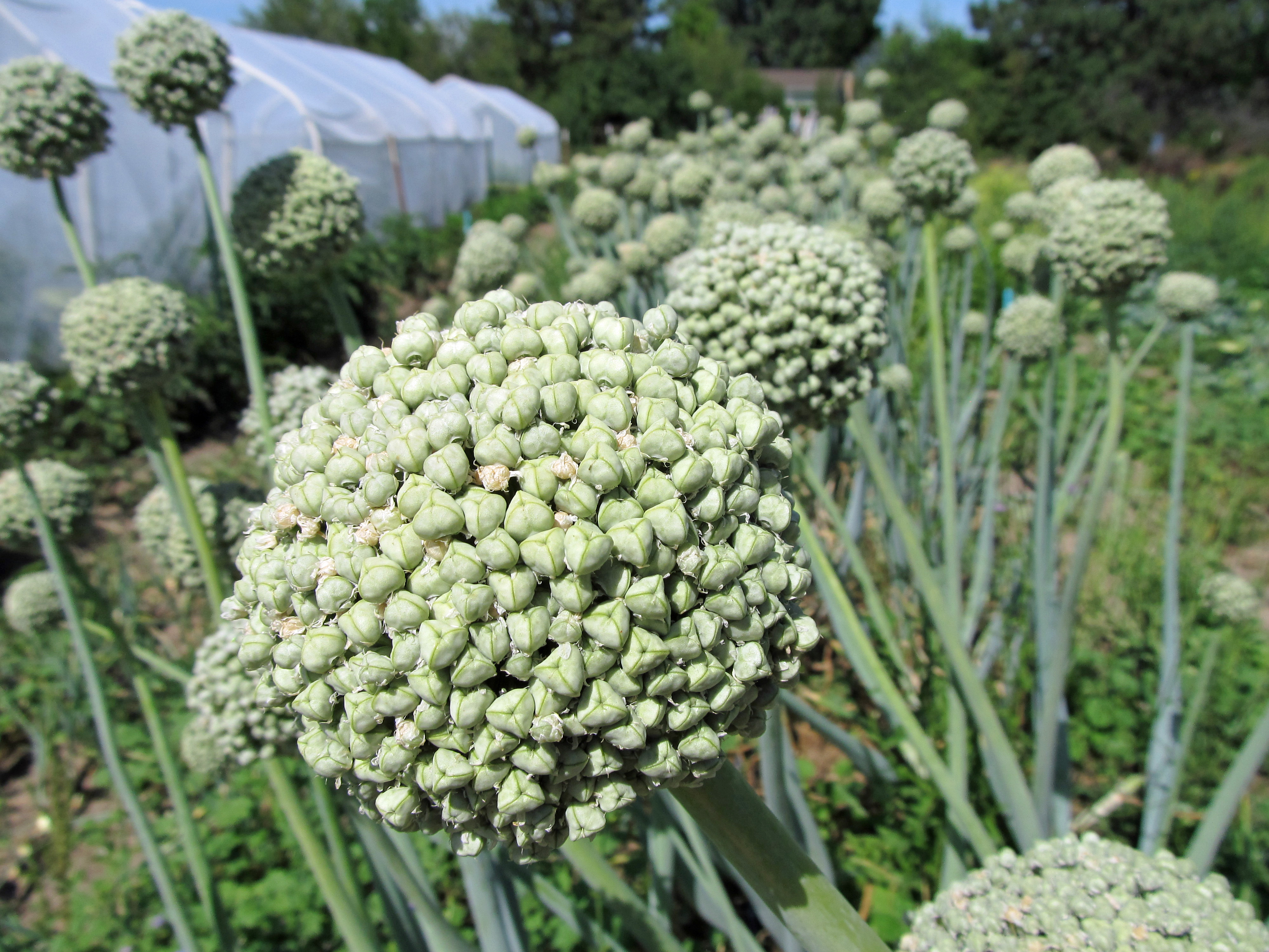 Episode 49: Marcescence and Planting Onion Seeds – Boise Biophilia