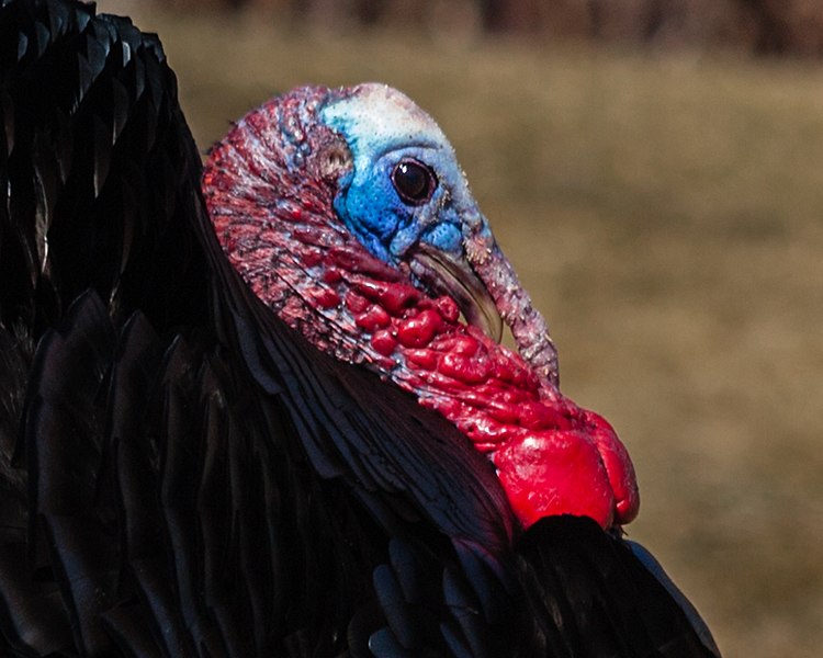 Episode 83: Turkey Wattles and Insect Life in Leaf Litter – Boise Biophilia